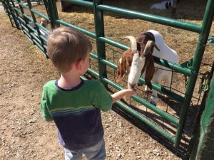 18 Things to Do at Leeds Farm in 2024