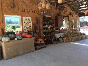 18 Things to Do at Leeds Farm in 2024