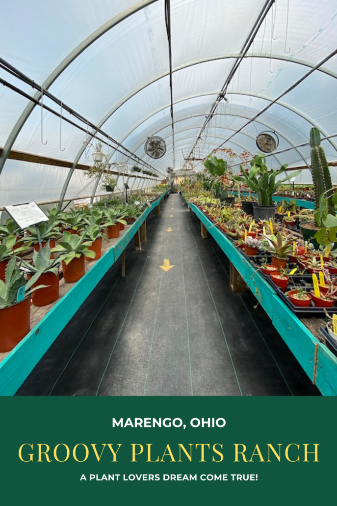 6 Reasons Why You Need to Visit Groovy Plants Ranch!