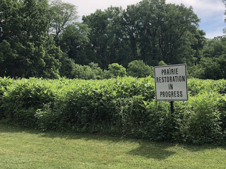 Exploring the Roses, Prairie and Playgrounds of Whetstone Park