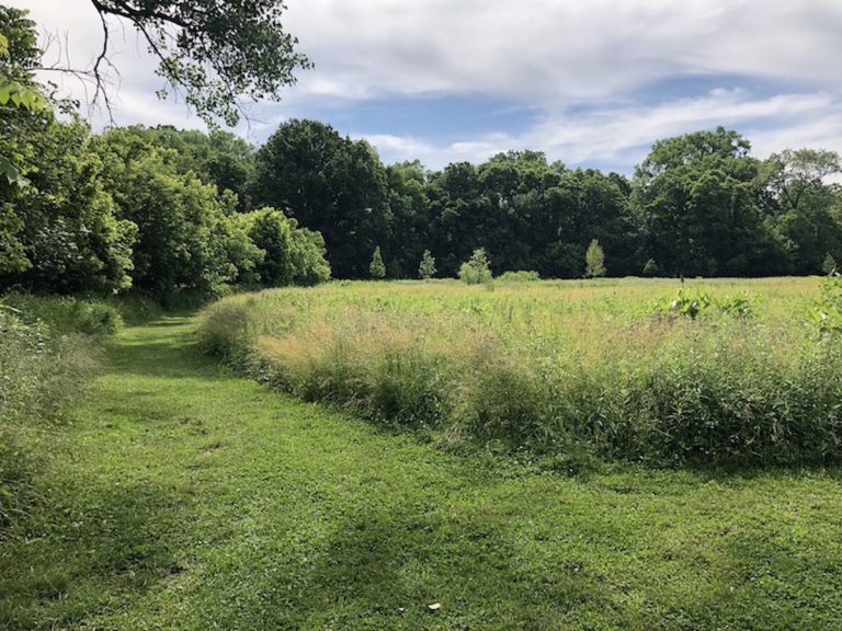 Exploring the Roses, Prairie and Playgrounds of Whetstone Park