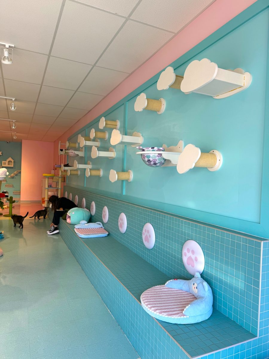 Kitty Bubble Cafe & Bar: An Adorable Cat Cafe in Columbus, Ohio