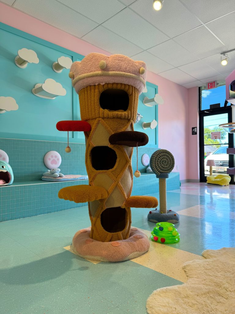 Kitty Bubble Cafe & Bar: An Adorable Cat Cafe in Columbus, Ohio